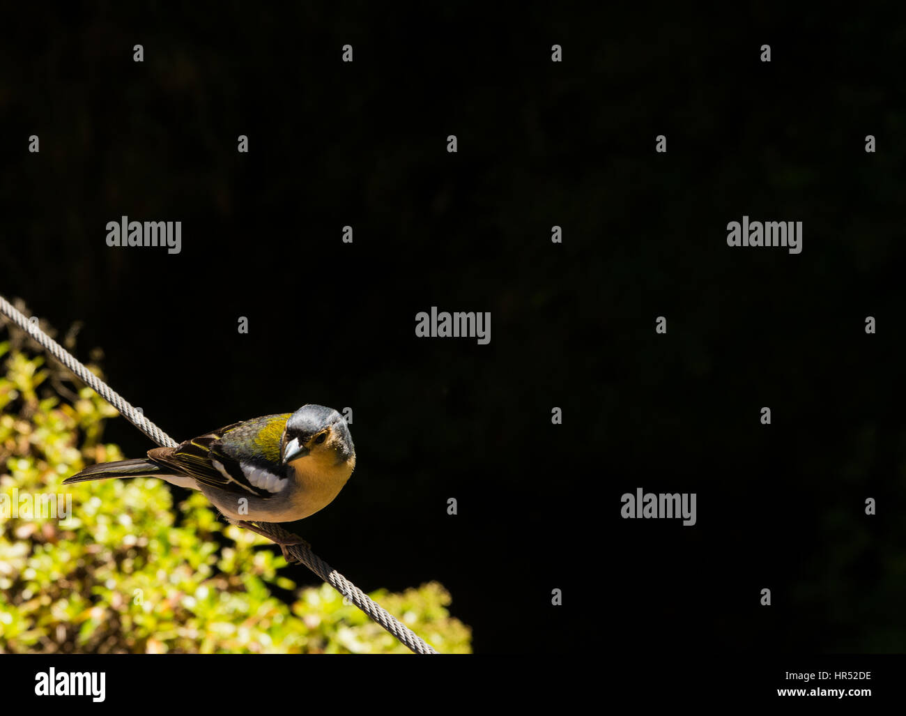 Isolated small and cute chaffinch bird Stock Photo - Alamy