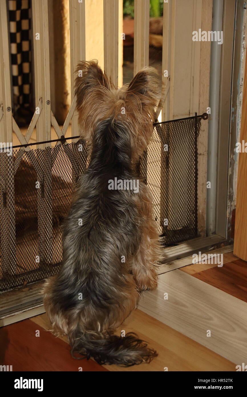 Pet dog caught behind a gate in landscape format with copy space Stock ...