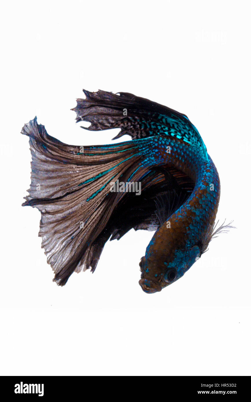 Animal conceptual photography Cut Out Stock Images & Pictures - Alamy