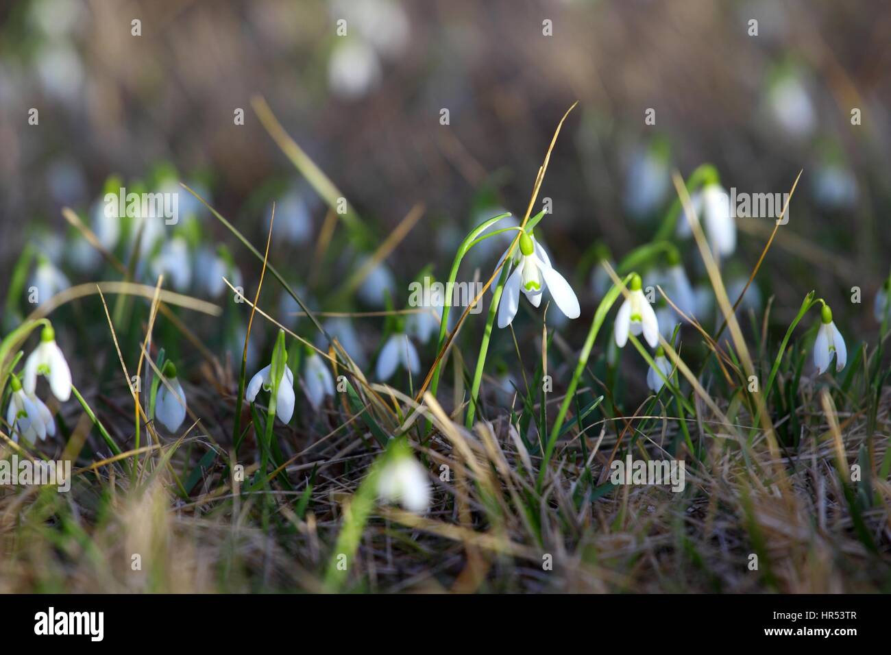 Snowdrops - spring flowers Stock Photo - Alamy