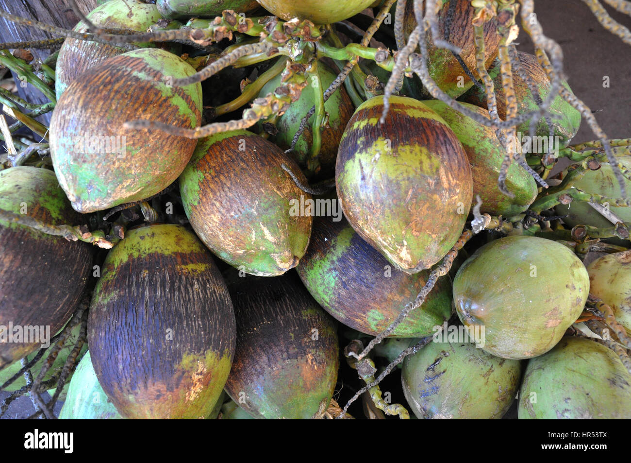 Coconut bunch, Kerala South India, (Photo Copyright © Saji Maramon ...