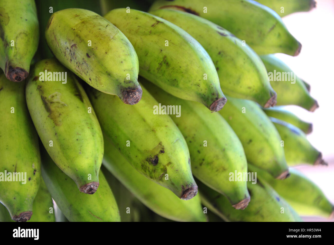 Banana - Kerala’s Most Famous Variety, Kerala India (Photo Copyright ...