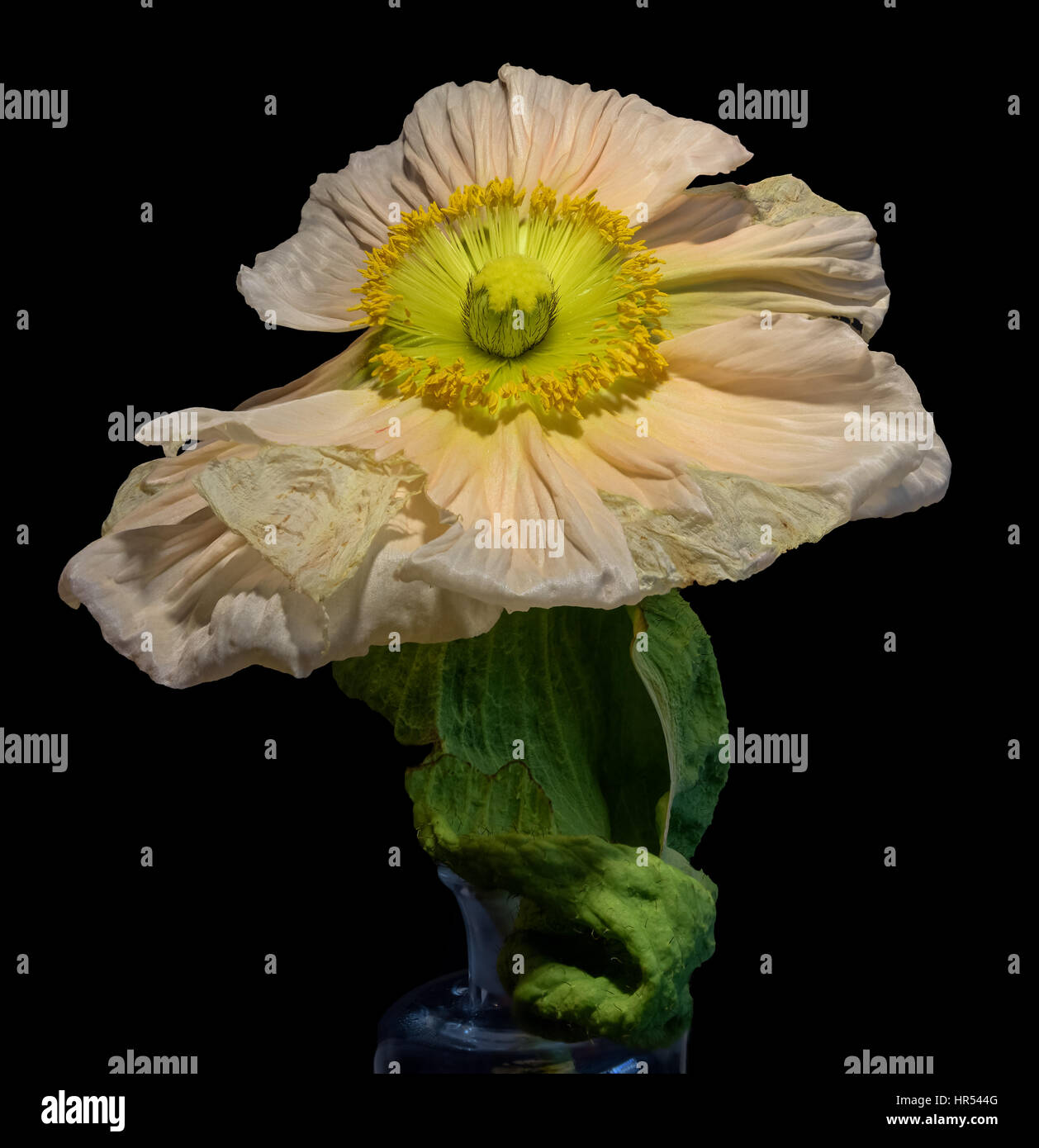 Macro of a fading beautiful Satin Poppy Blossom on black background in ...