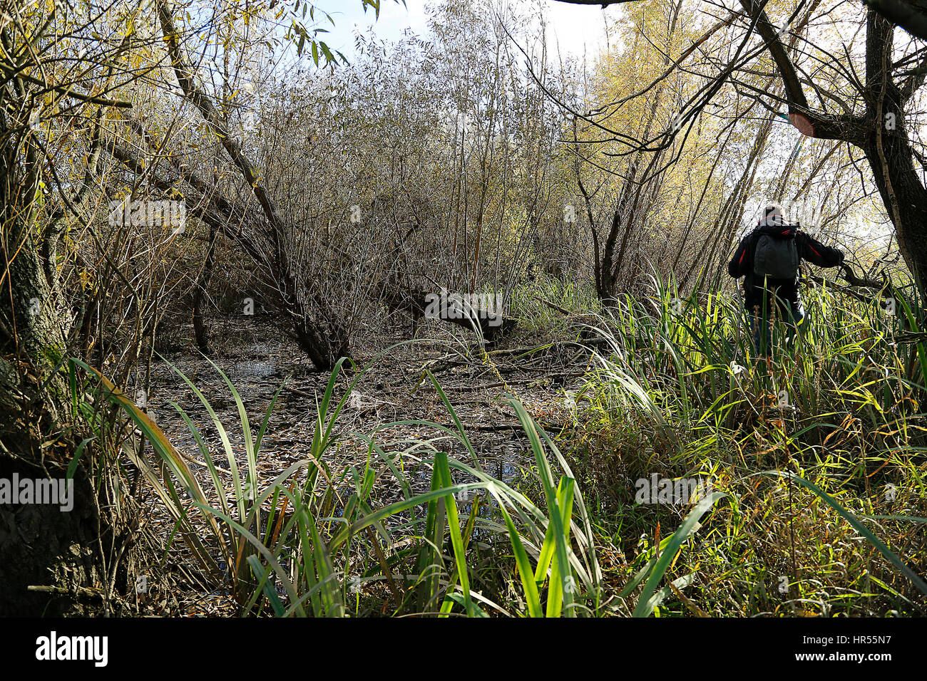 Man in the wilderness to Wade through the swamp Stock Photo - Alamy