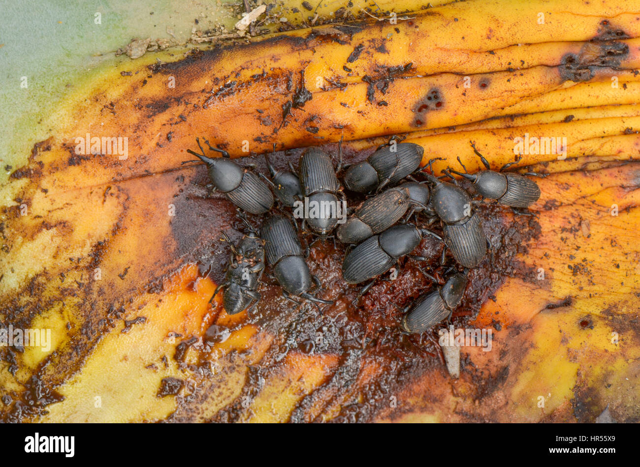 Agave snout weevil, Scyphophorus acupunctatus beetle, beetles, on Agave ...