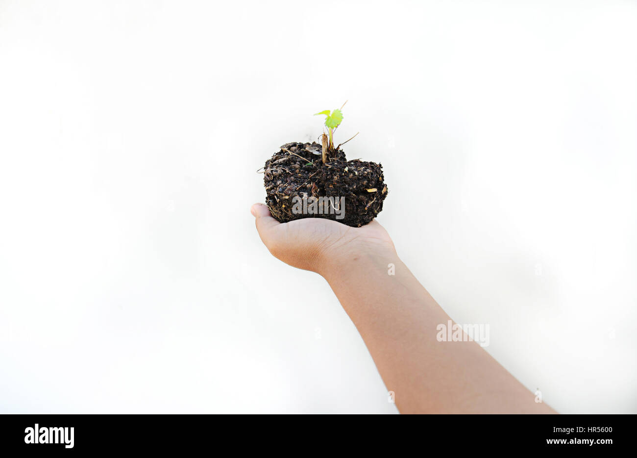 children hand for tree safe the environment Stock Photo - Alamy