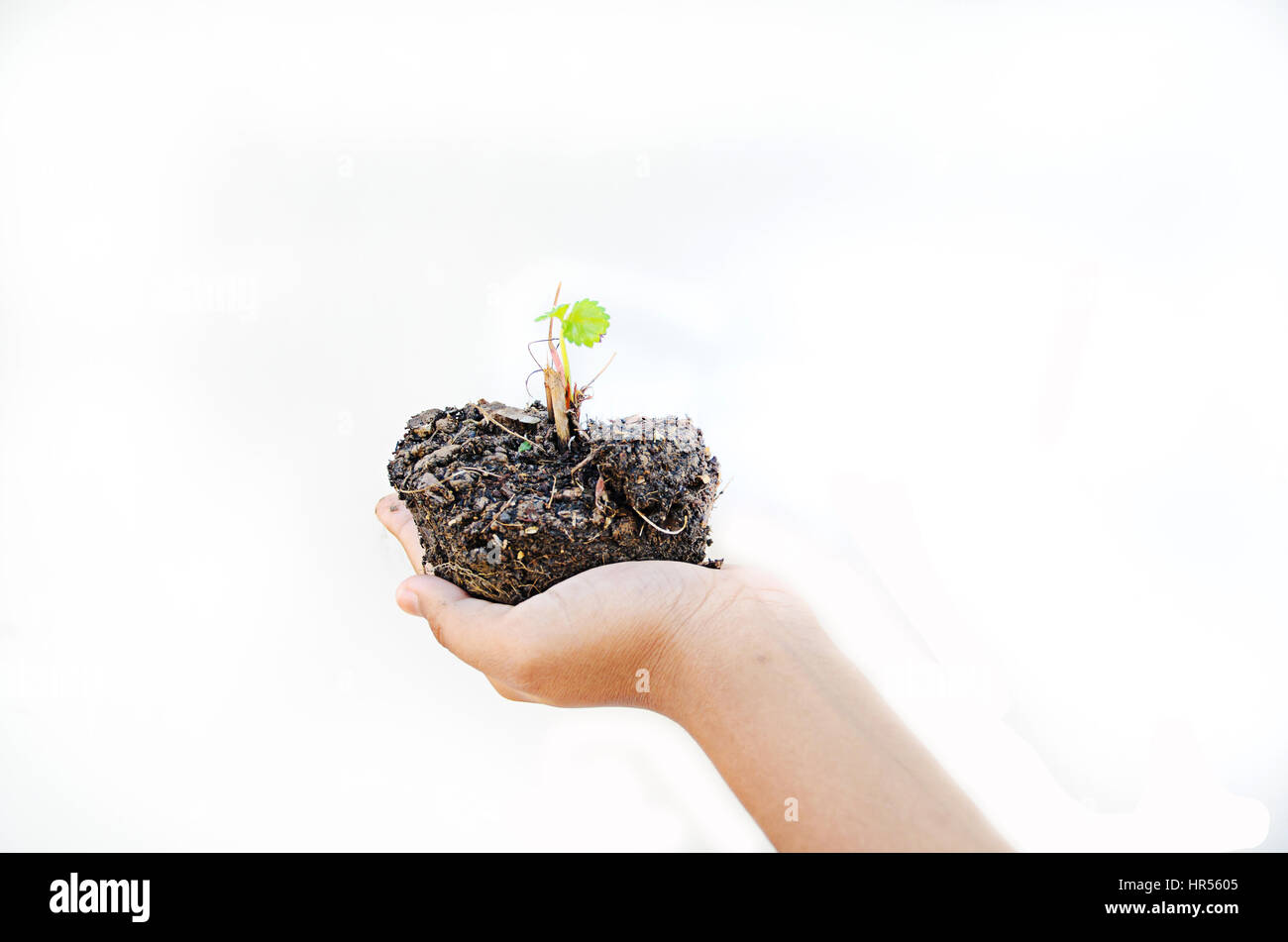 children hand for tree safe the environment Stock Photo - Alamy