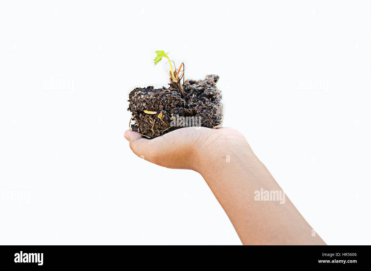 children hand for tree safe the environment Stock Photo - Alamy