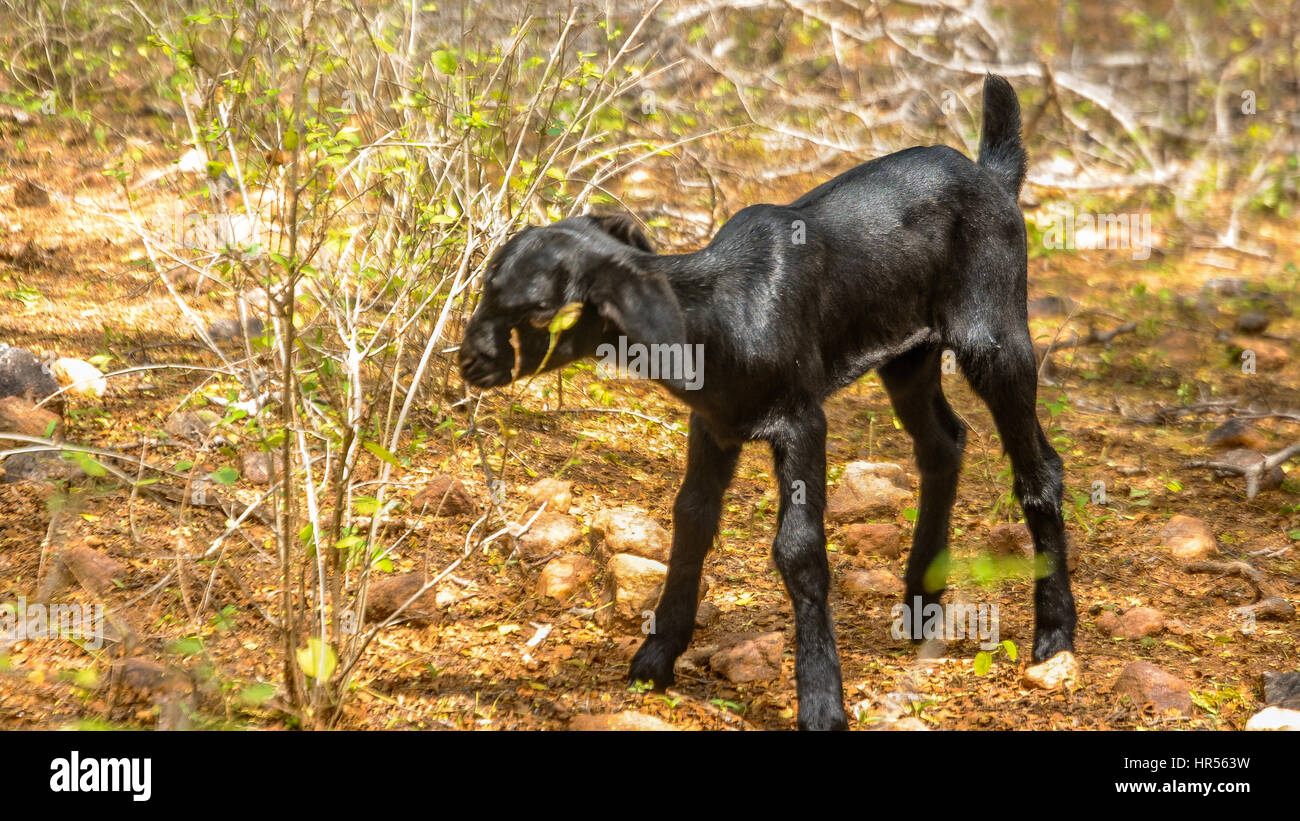 Goat with black tail hi-res stock photography and images - Alamy