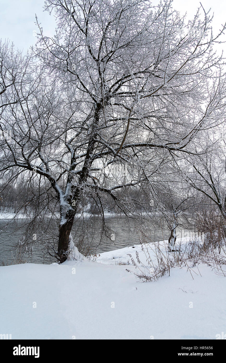 Branched snow-covered tree on the banks of the river Stock Photo - Alamy