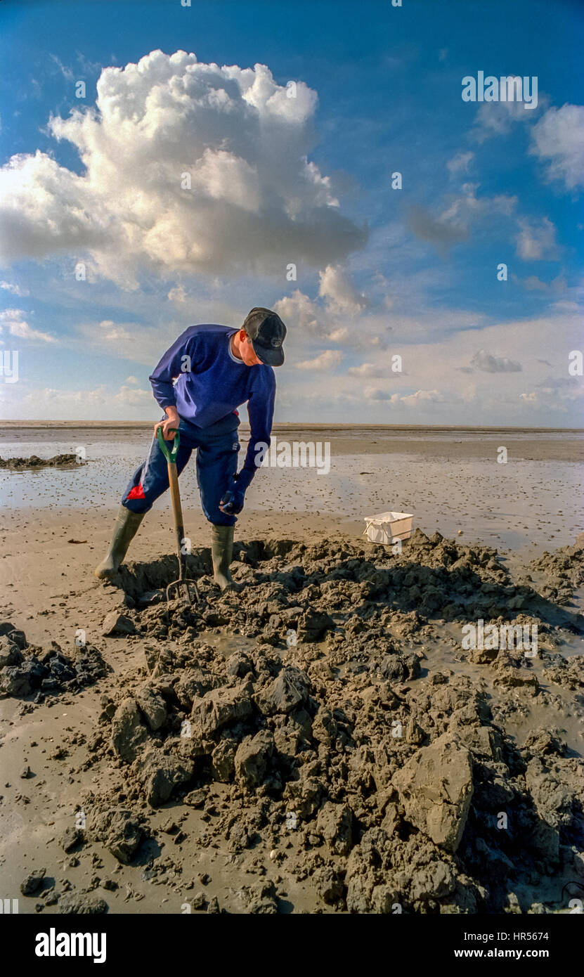 A man digging for bait in the sand on the beach at Worthing Stock Photo ...