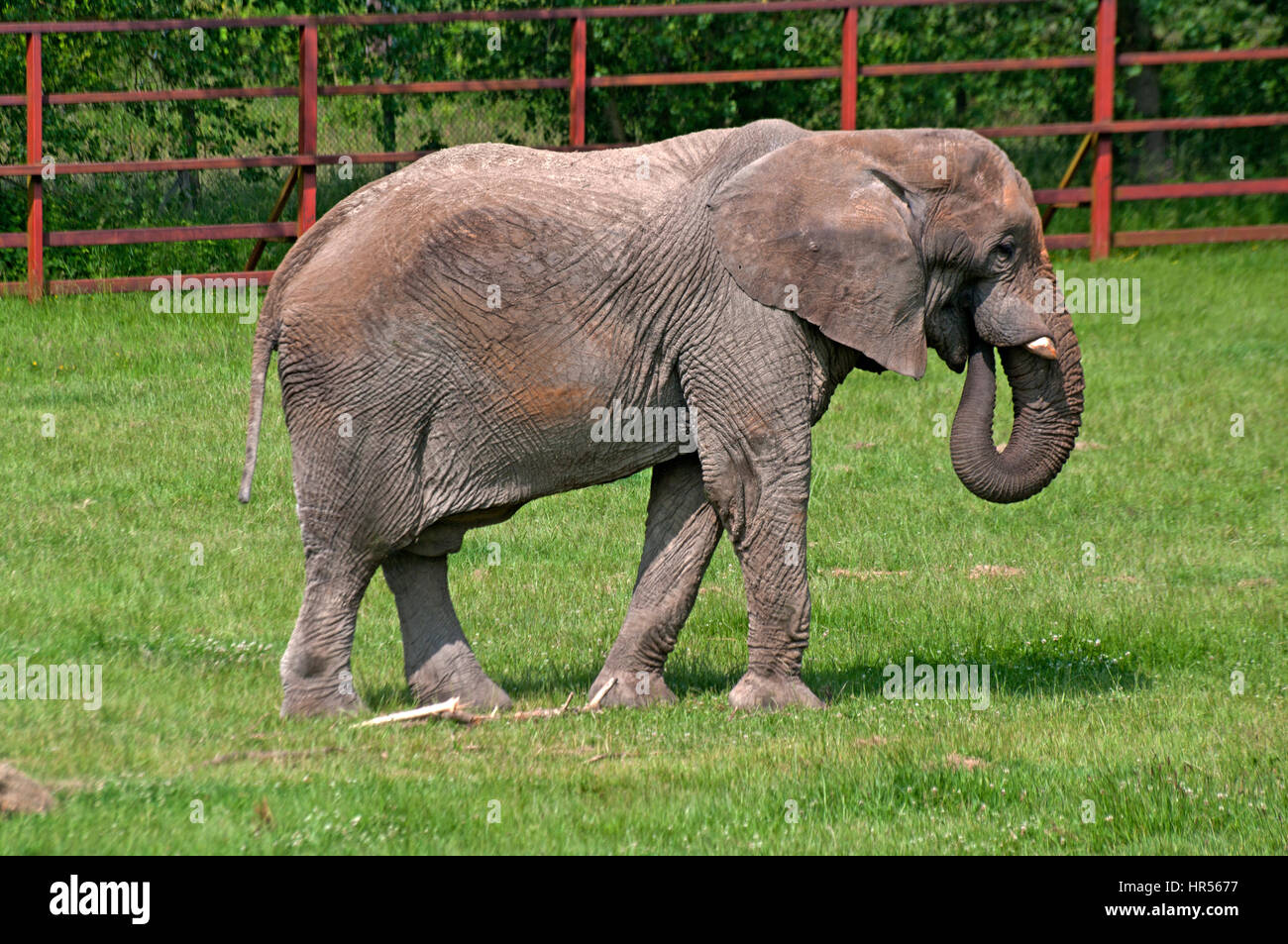 African Elephant, Loxodonta Africana, Zoo, Captive Stock Photo - Alamy
