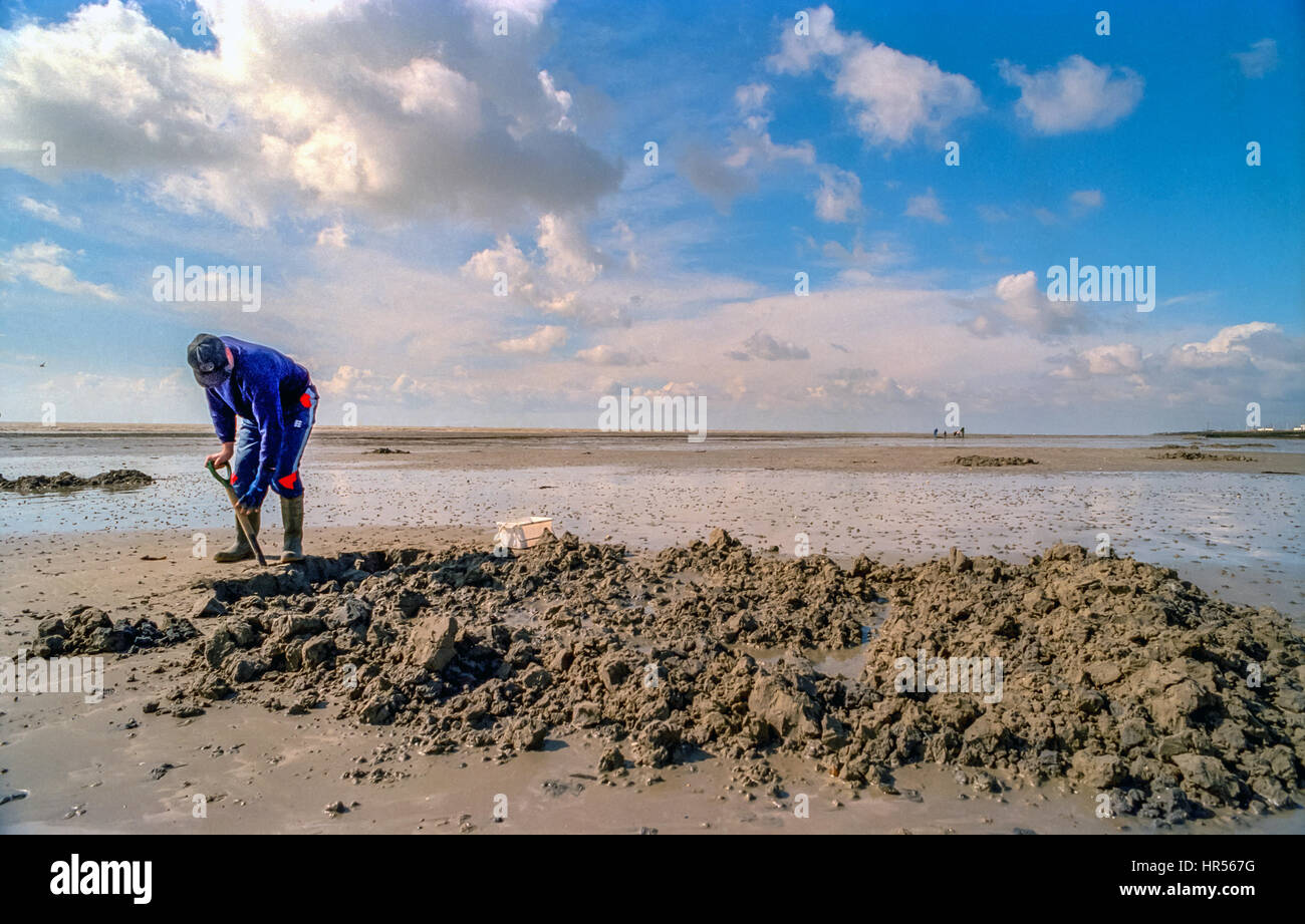 A man digging for bait in the sand on the beach at Worthing Stock Photo ...