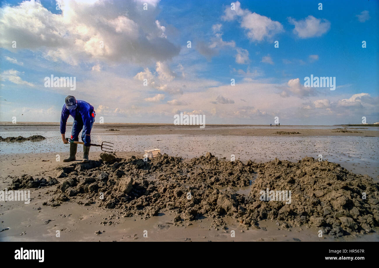 A man digging for bait in the sand on the beach at Worthing Stock Photo ...