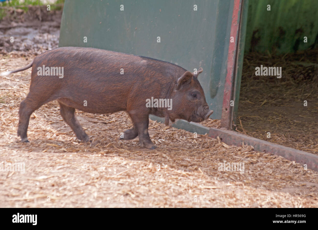 Kent pig farm hi-res stock photography and images - Alamy