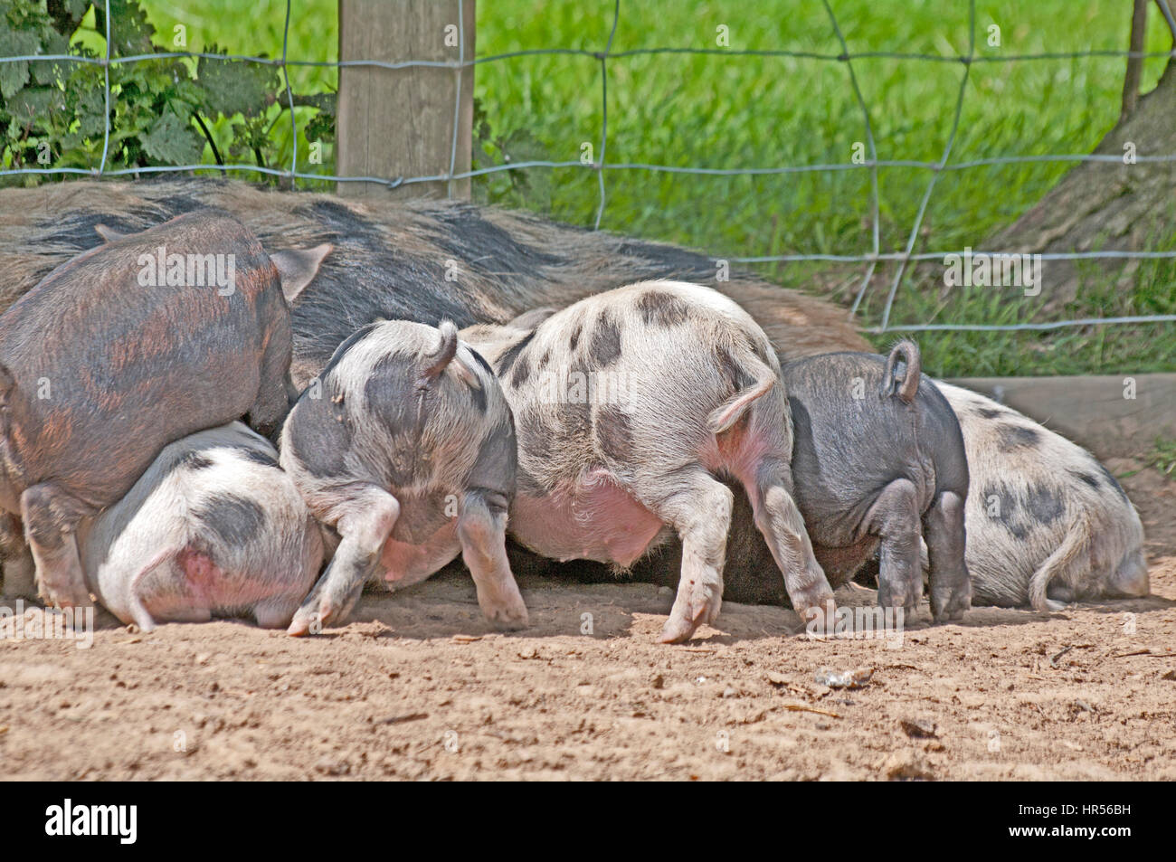 Kune Kune Piglets Feeding from Sow, Kent Stock Photo - Alamy