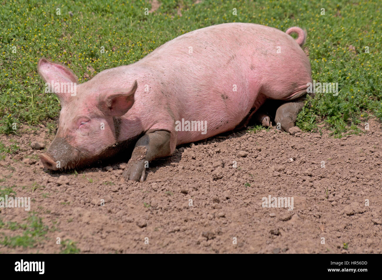 Large White Piglet, Kent Stock Photo - Alamy