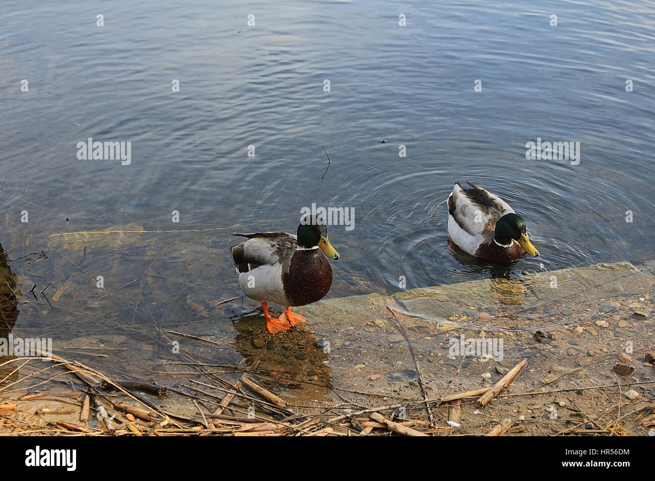 Ducks bottom up summer river hi-res stock photography and images - Alamy