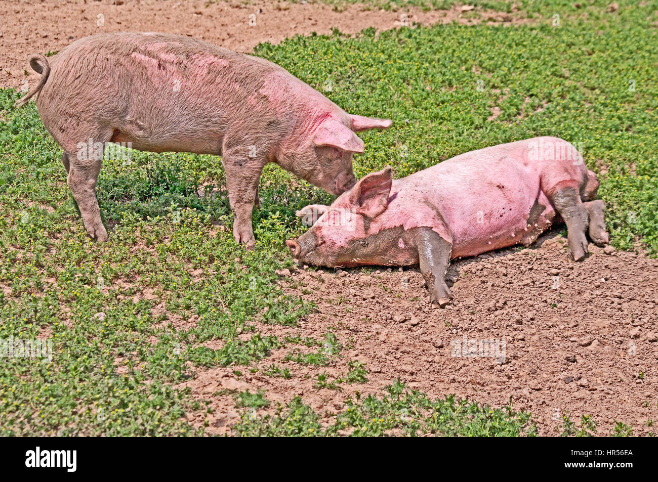Large White Pig, Piglets, Kent Stock Photo - Alamy