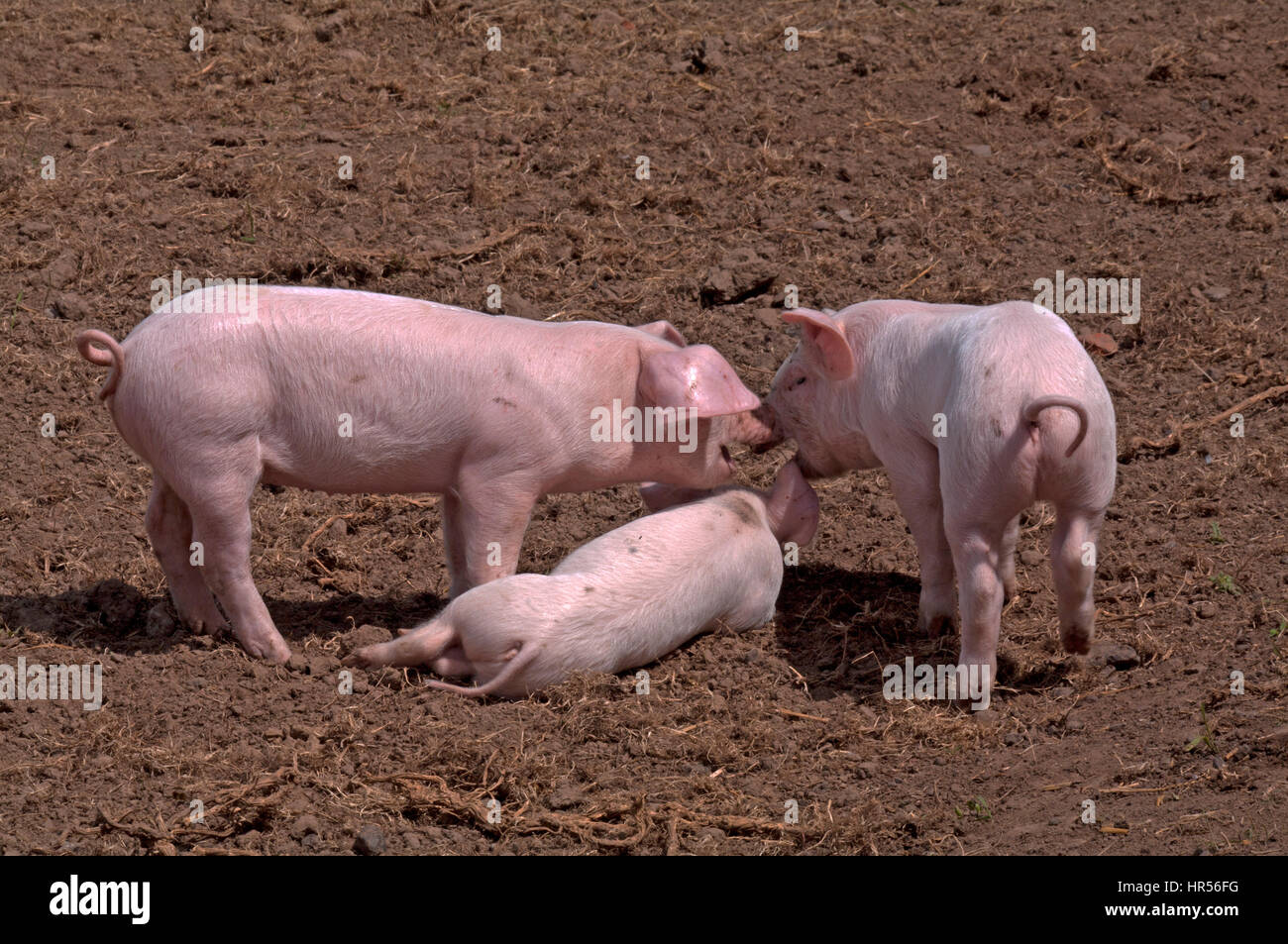 Large White Piglets, Kent Stock Photo - Alamy