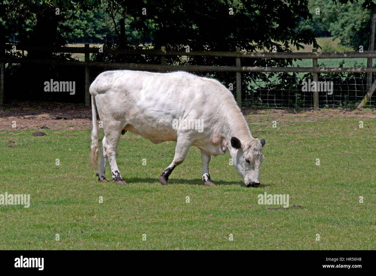 White Park Cow, Farming, Kent Stock Photo - Alamy