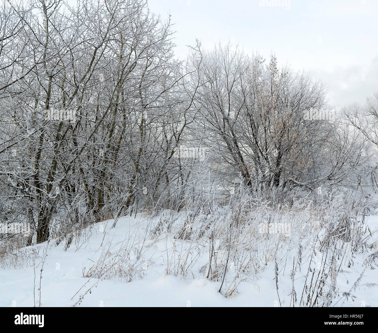 Snowy forest in cold winters Stock Photo - Alamy