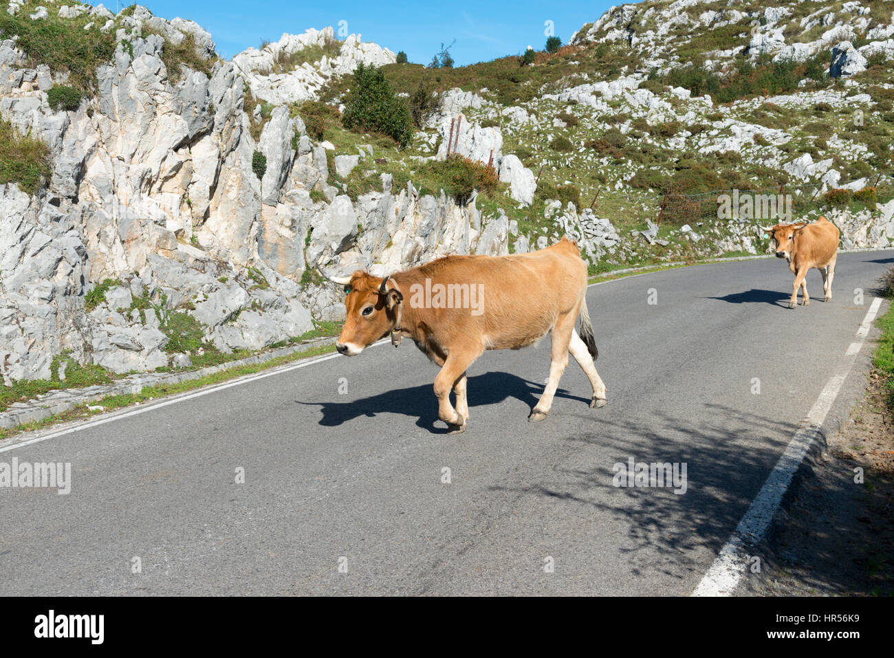 Cows being led down a road by shepherds in the Picos de Europa Asturias ...