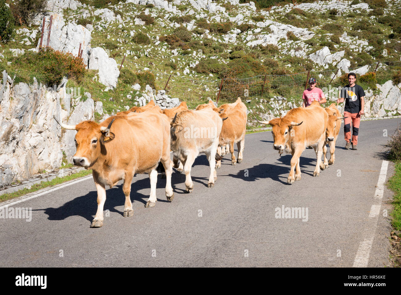 Cows being led down a road by shepherds in the Picos de Europa Asturias ...