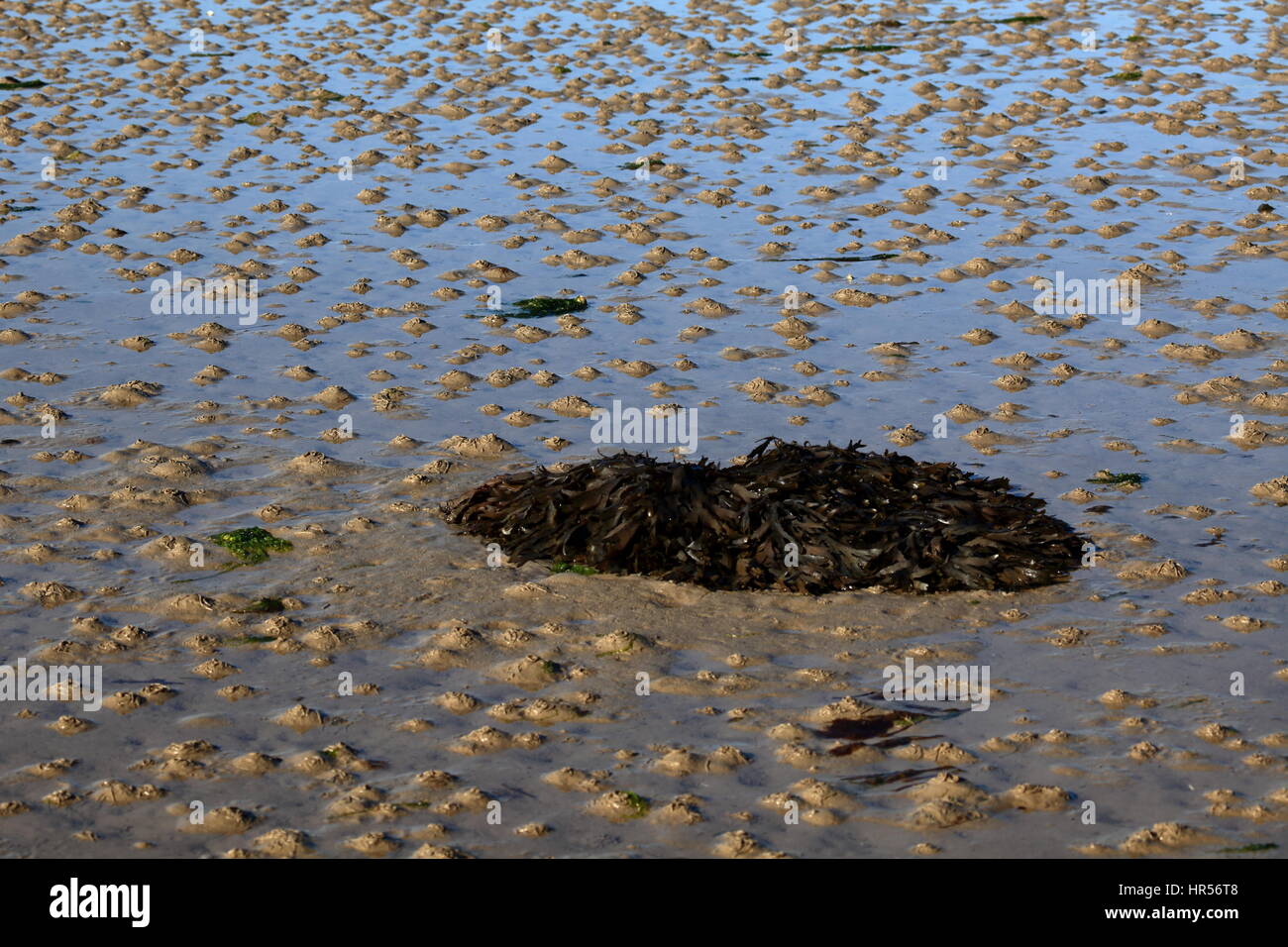 Patterns, worm casts and seaweed clump in the sand at low water Poole ...