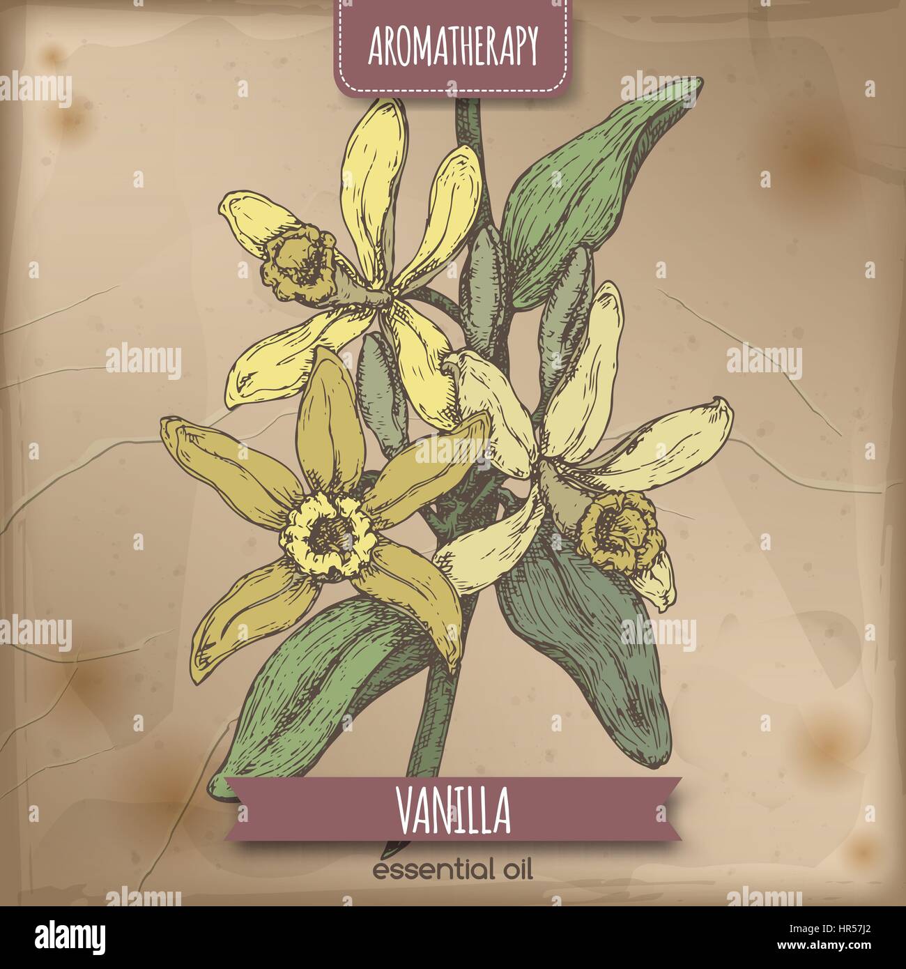 Color Vanilla vector hand drawn sketch on vintage background Stock ...