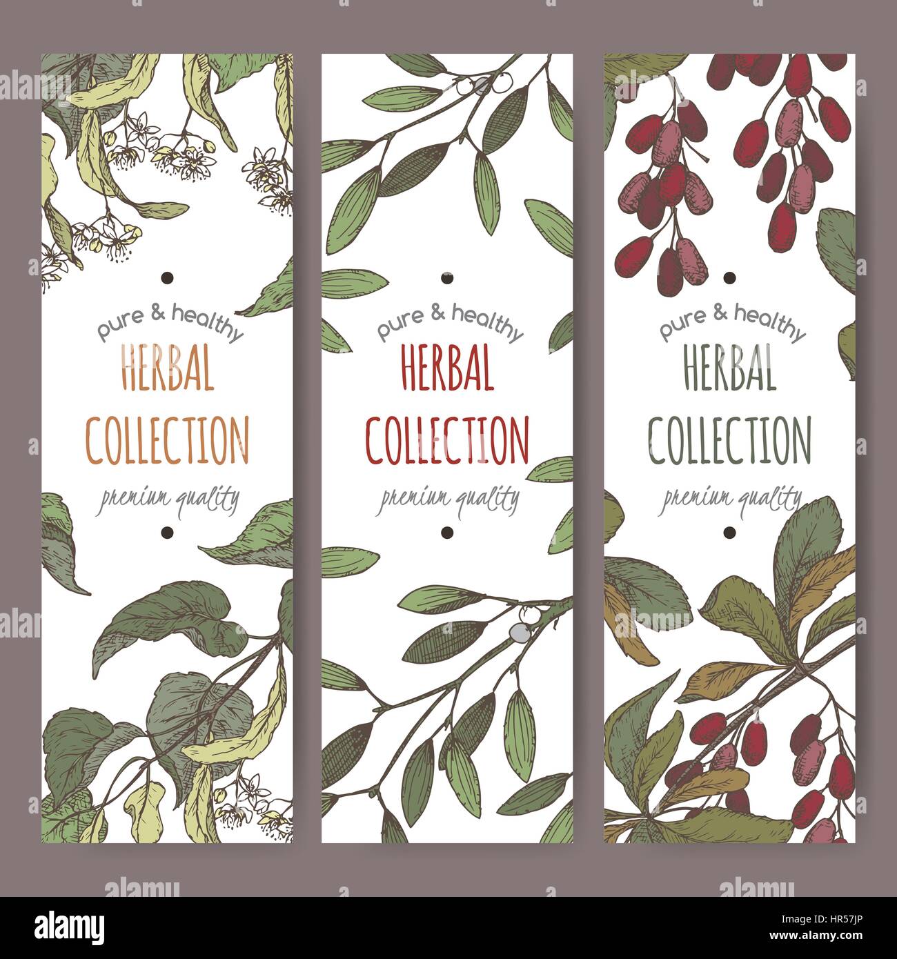Three color vector tea labels with lime tree, mistletoe and barberry ...