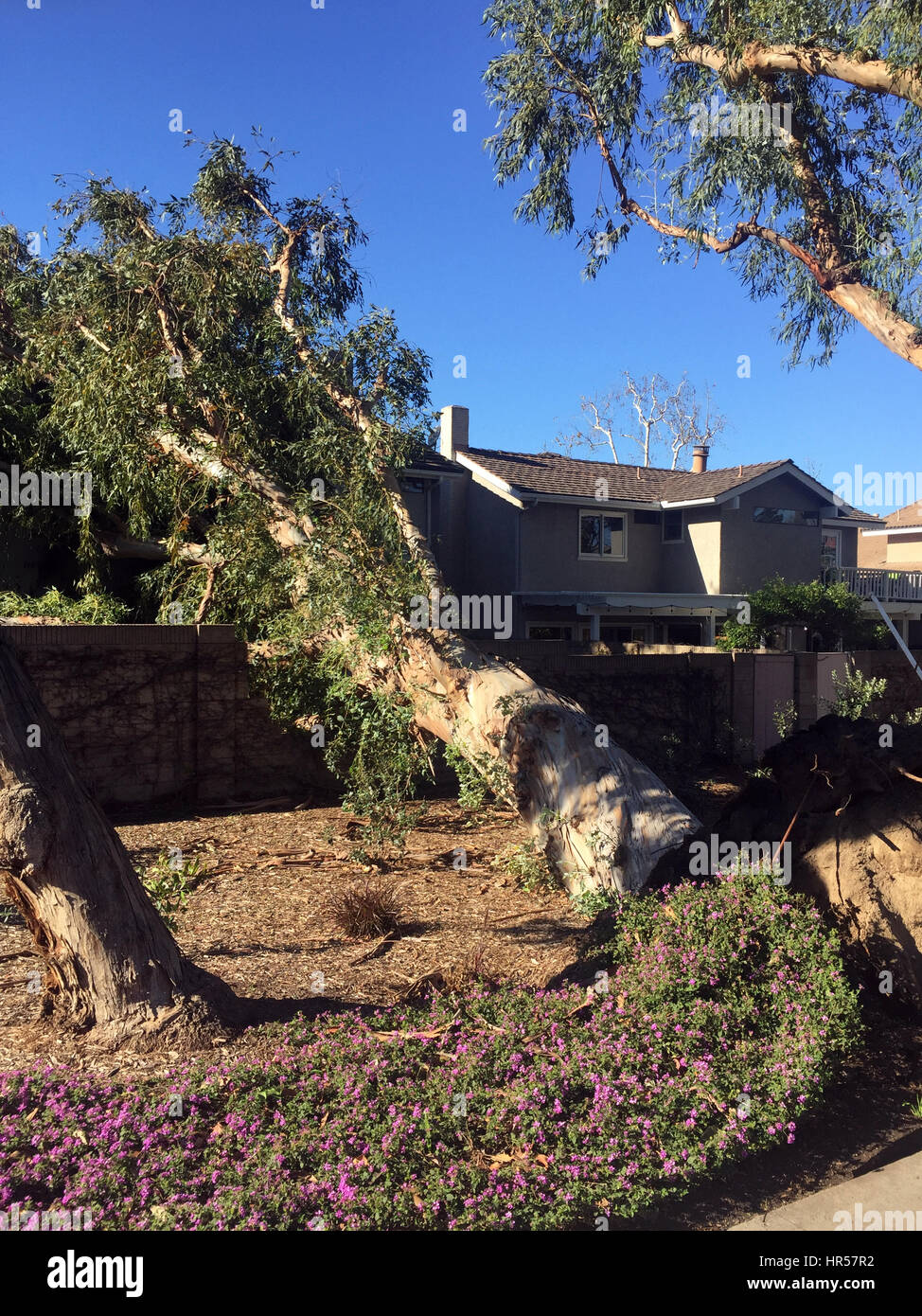 Uprooted Tree Crashes on to House Stock Photo - Alamy