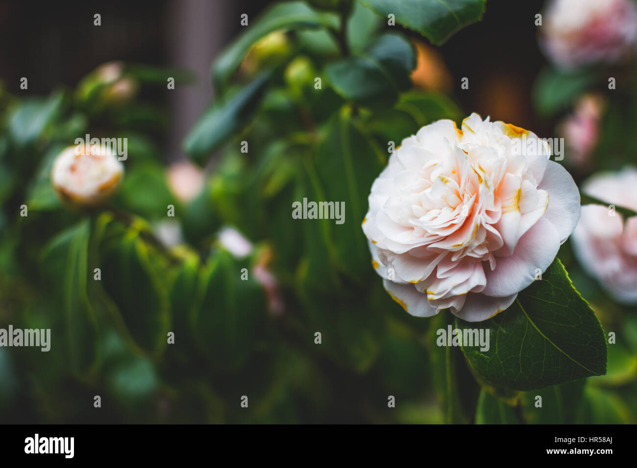 Spring_blossom hi-res stock photography and images - Alamy