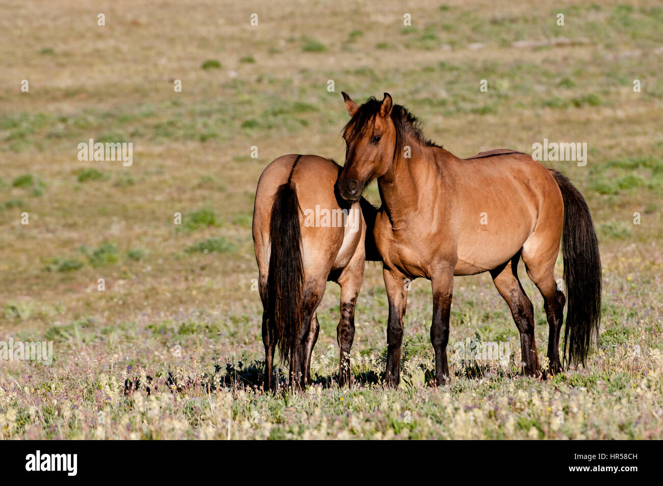 Pryor Mountains mustang pair showing affection Stock Photo - Alamy