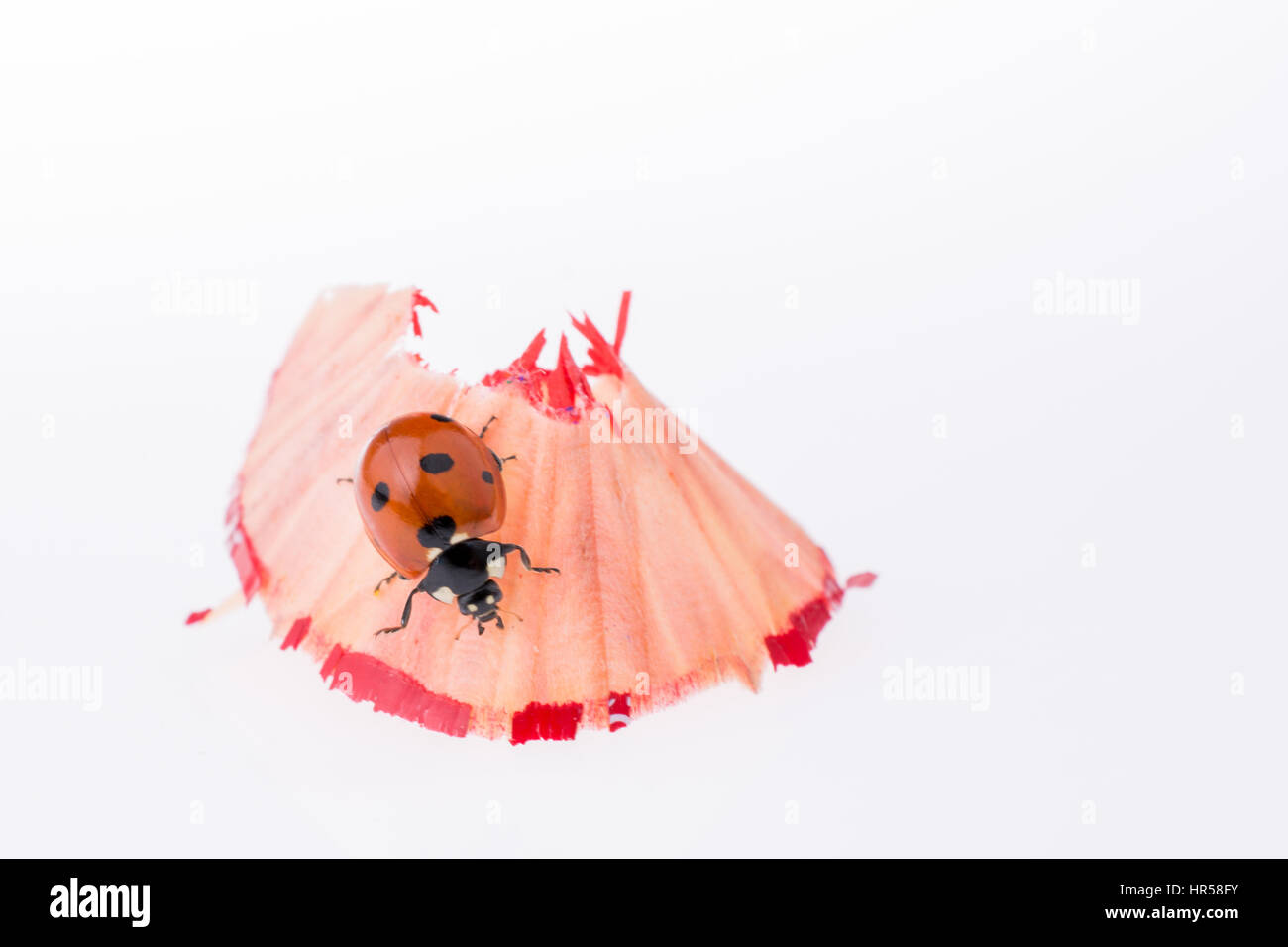 Red ladybug walking on a Color pencil shavings Stock Photo - Alamy