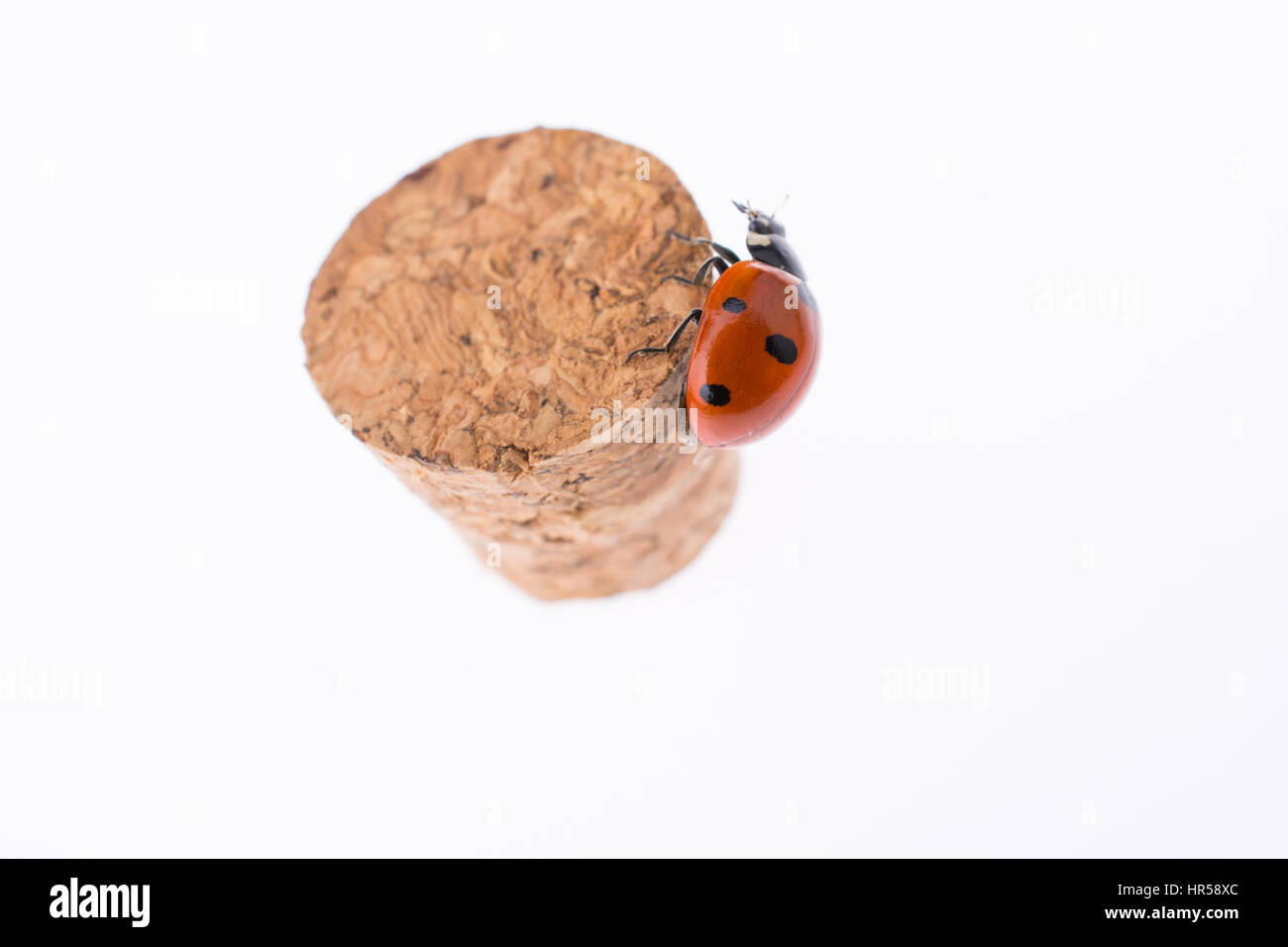 Beautiful photo of red ladybug walking on a Stock Photo - Alamy