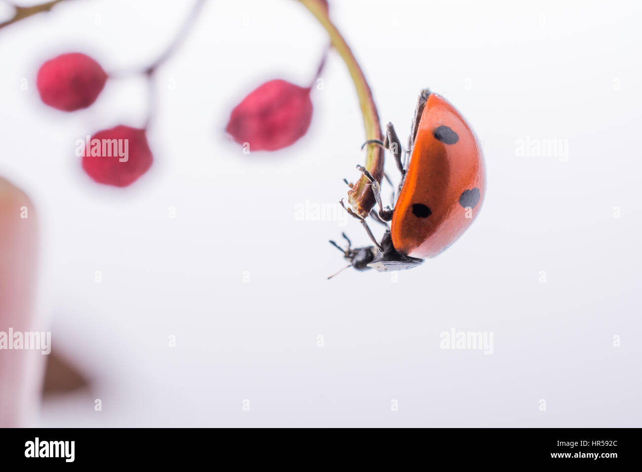 Beautiful photo of red ladybug walking on a wild fruit Stock Photo - Alamy