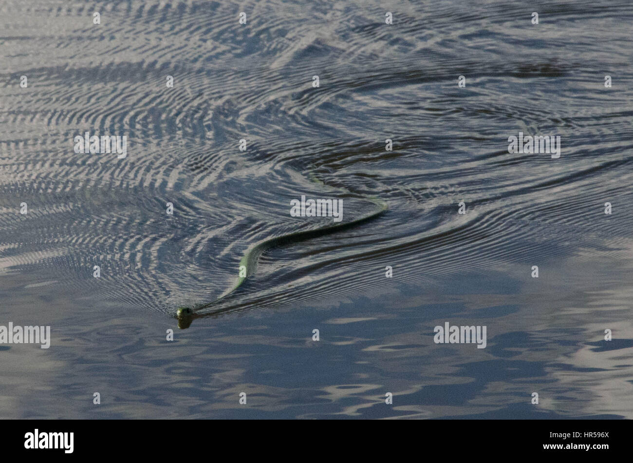 Swimming snake hi-res stock photography and images - Alamy