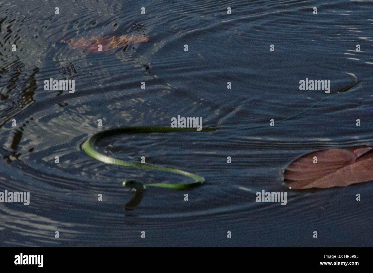 Green Water Snake Stock Photo - Alamy