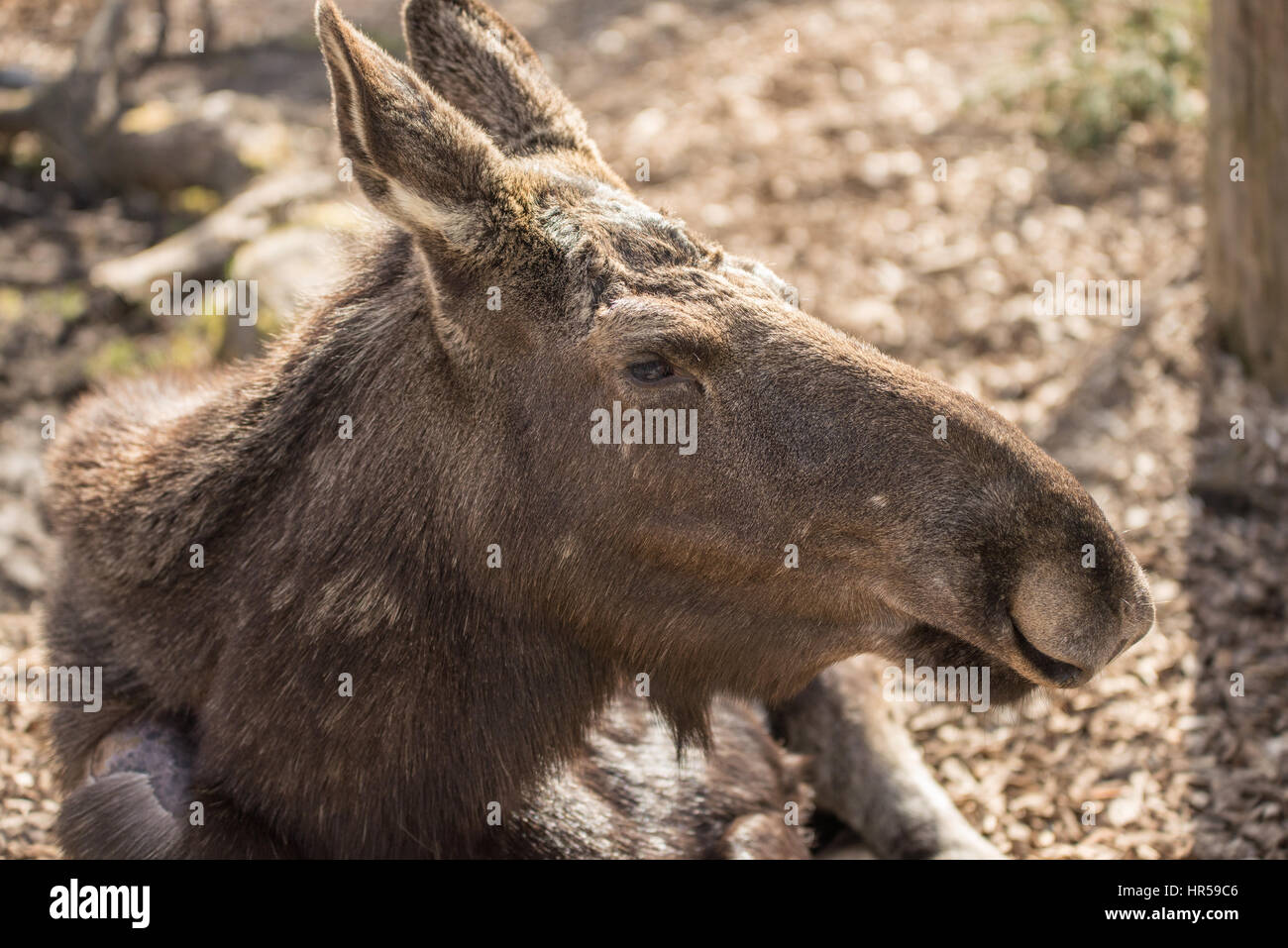 Scandinavian wild moose Stock Photo - Alamy