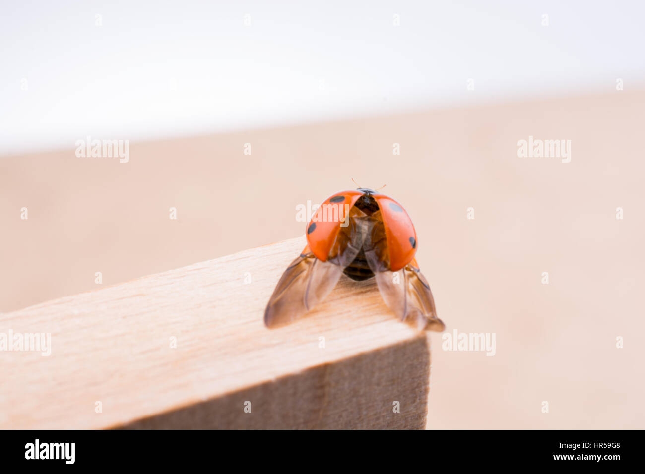 Beautiful photo of red ladybug walking on a piece of wood Stock Photo ...