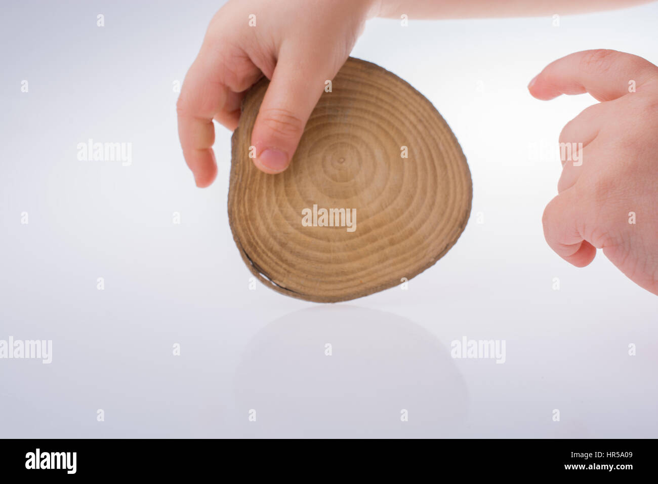 Wood Log cut in round thin pieces in hand on a white background Stock ...