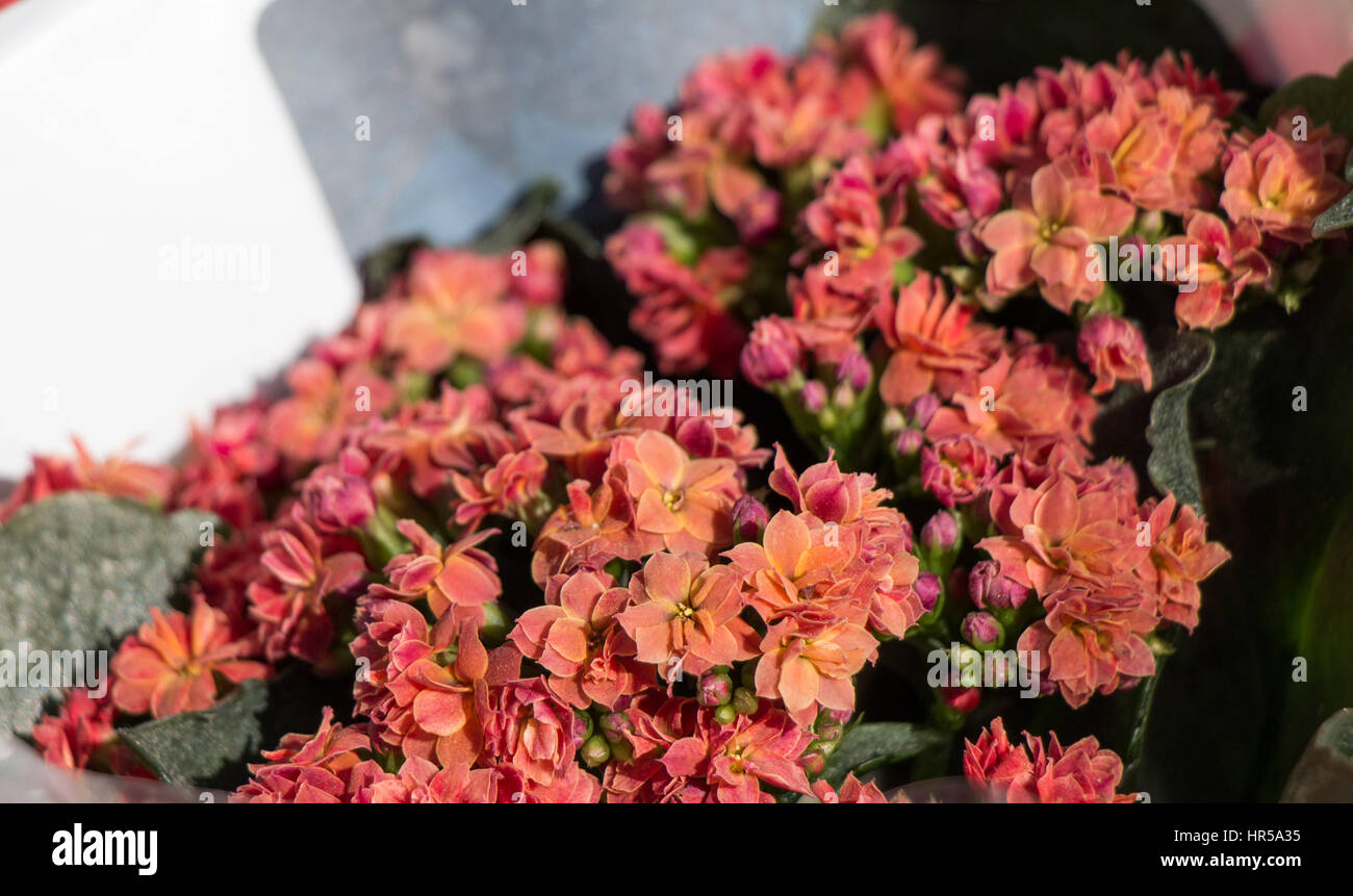 Beautiful fresh flowers as a nature background Stock Photo - Alamy
