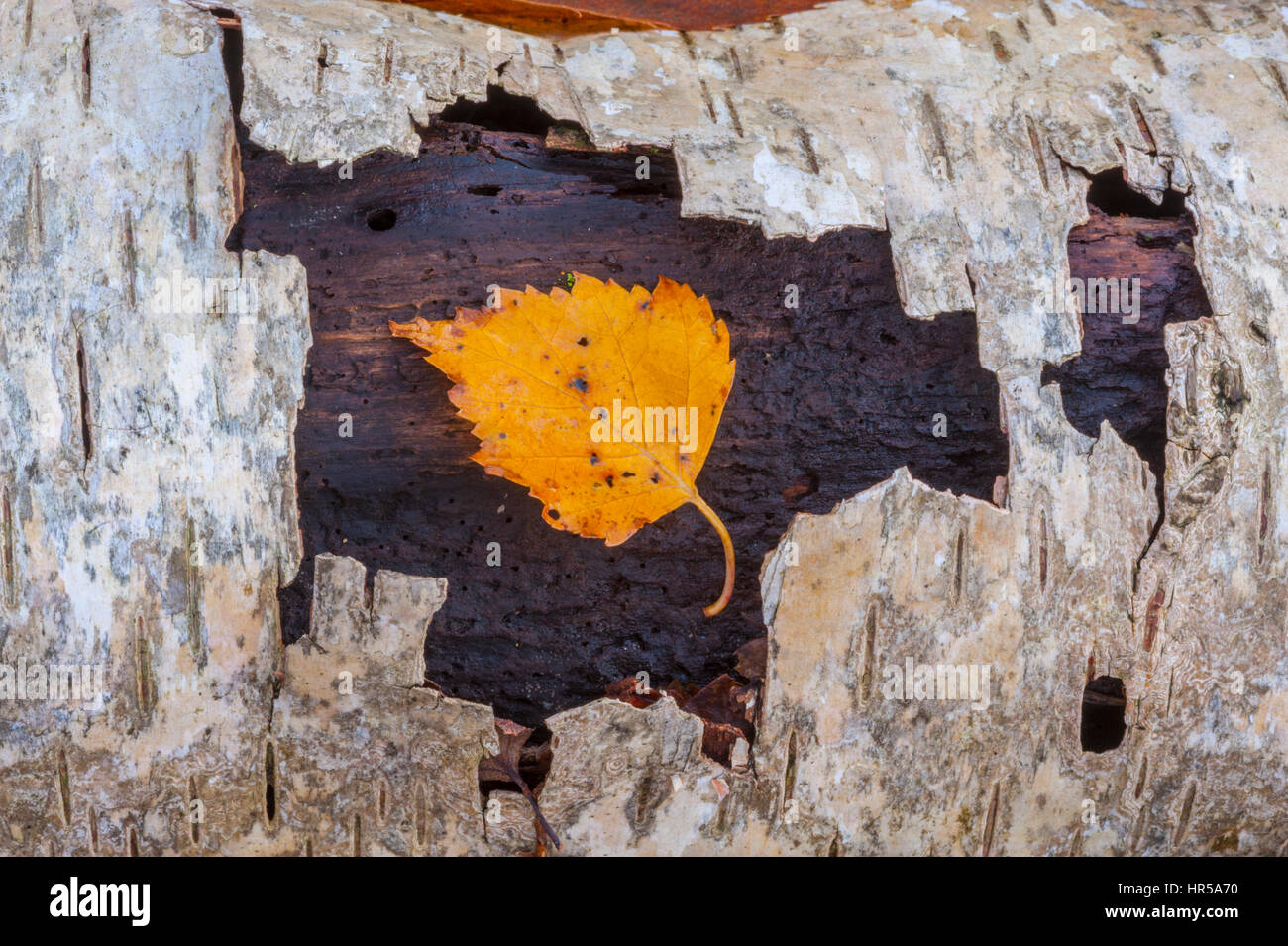 Close up of rotting leaf hi-res stock photography and images - Alamy