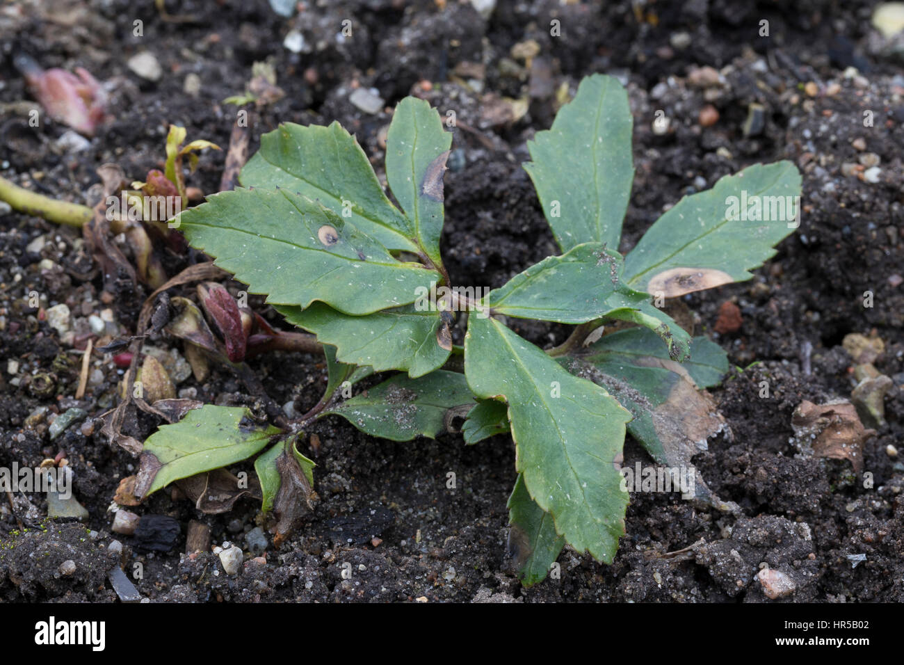 Christrose, Schneerose, Weihnachtsrose, Schwarze Nieswurz, Blatt ...