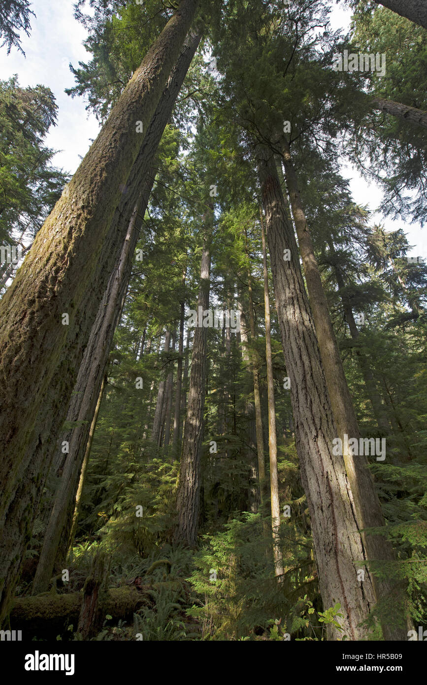 In the heart of Cathedral Grove Provincial Forest Park, Port Alberni ...