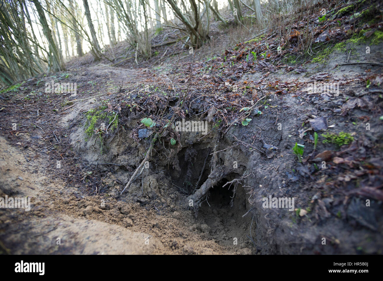Dachsbau, Eingang zum Bau eines Dachs, Höhleneingang, Dachs-Bau, Meles ...