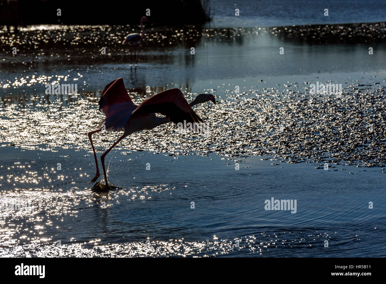 a silhouette picture of a flamingo taking off at sunset in the camargue ...
