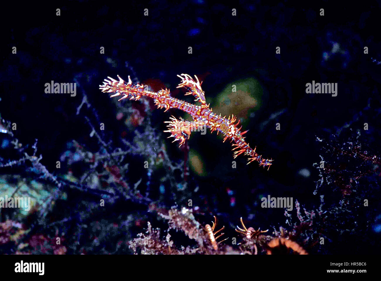 Best pipefish picture hi-res stock photography and images - Alamy