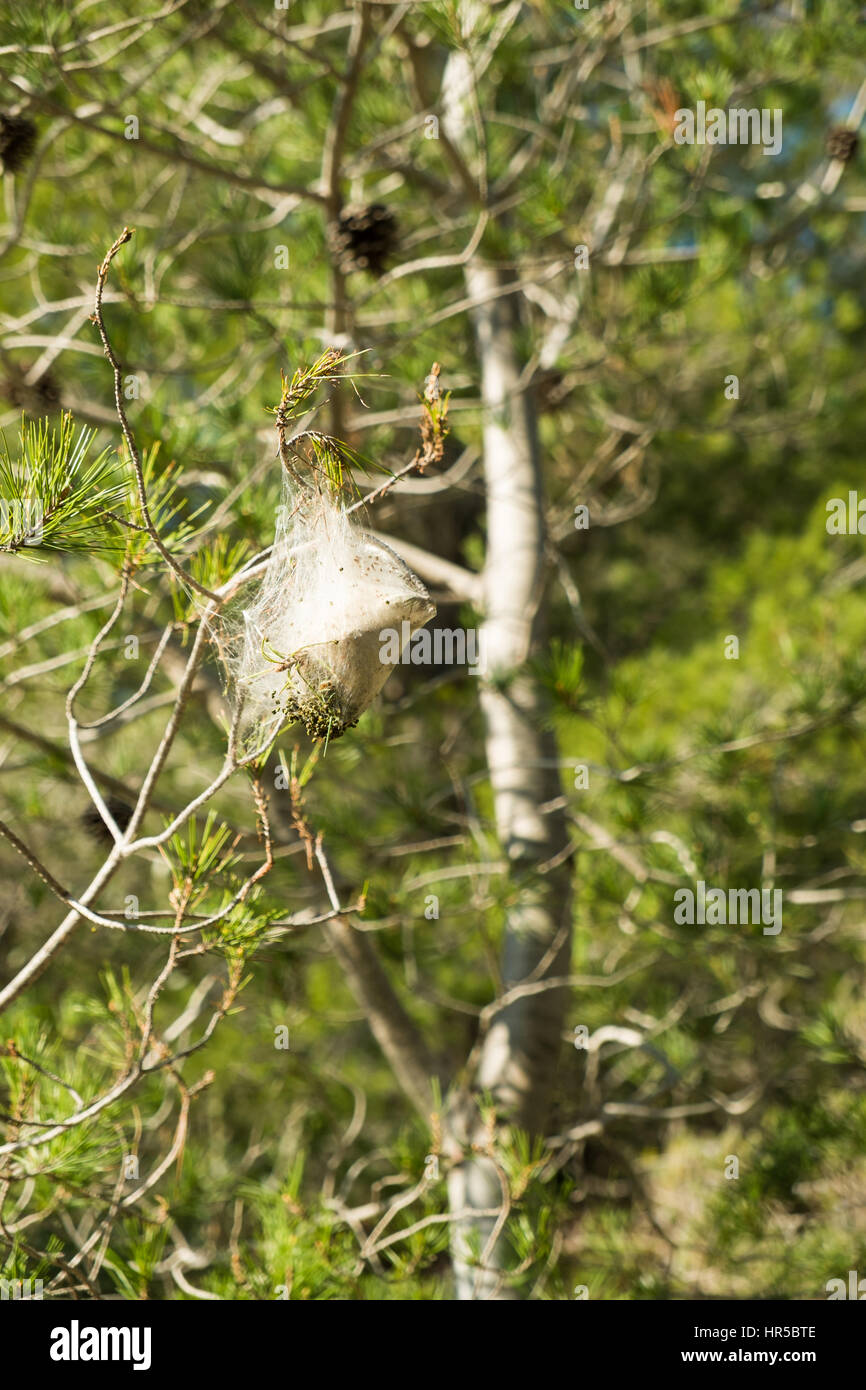 Maggot infection hi-res stock photography and images - Alamy